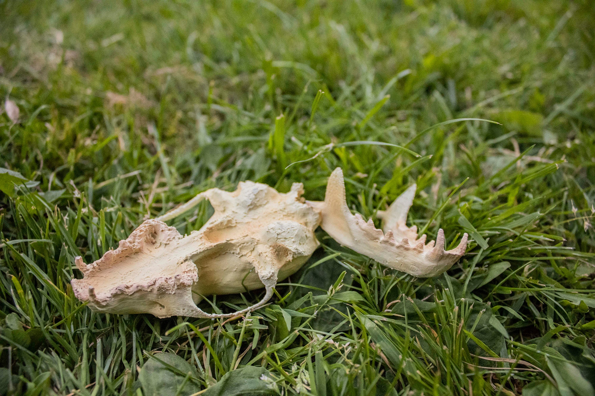 Anatomical Marten Sp. Skull Replica 3D Printed - Etsy