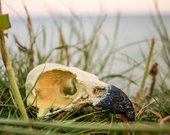 Anatomical Mini Mammal Skulls 3D Printed Replicas harvest Mouse, Mole ...