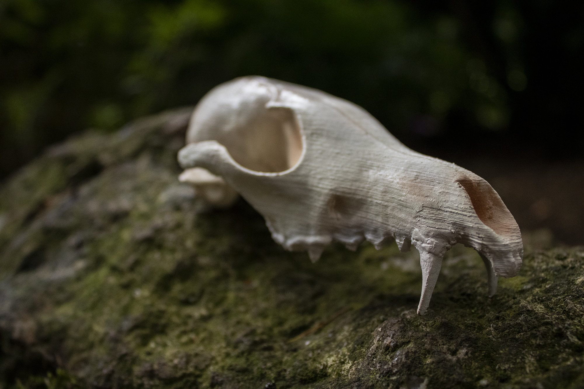 Fox Skull – 3D Printed Life-like Replica - Etsy