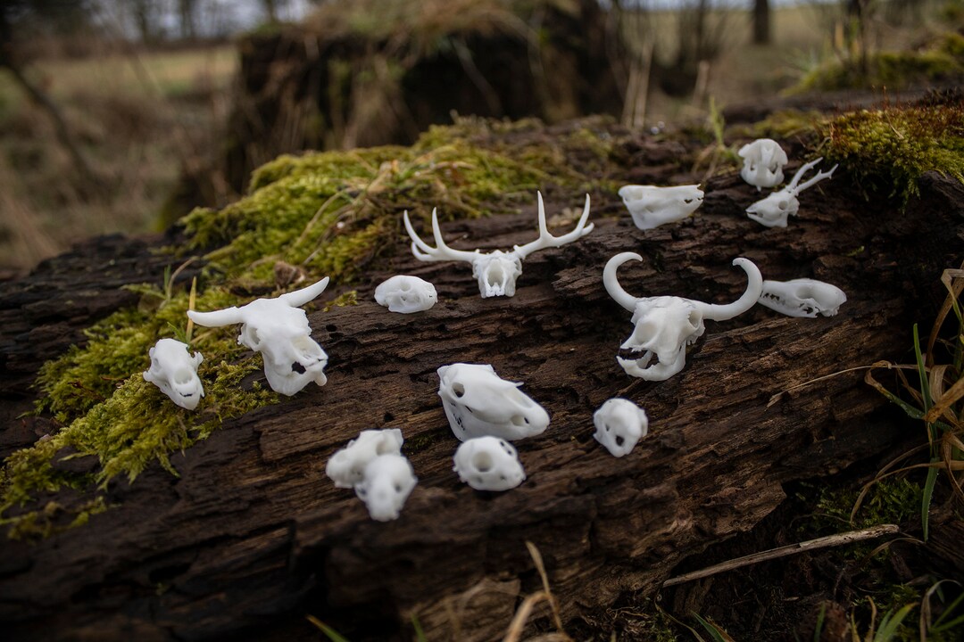 Bulk Orders: Tiny European Mammal Skulls - 3D Printed Miniature Resin ...