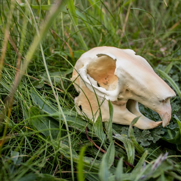 Hare Skull - Etsy