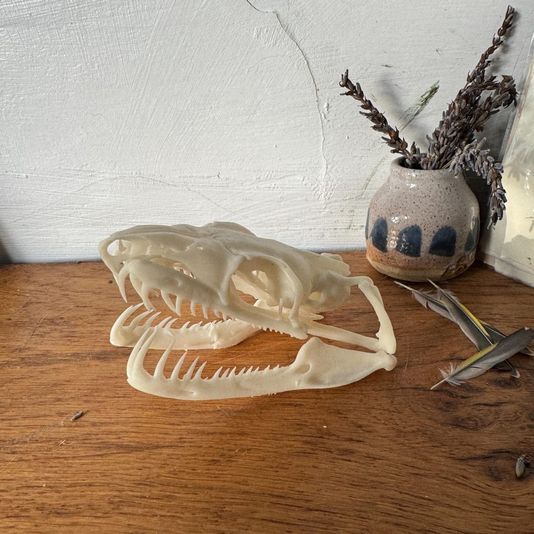 Boa Constrictor Skull - Resin Life-like Replica - Etsy