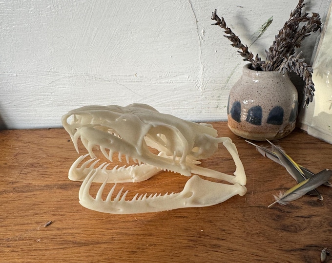 Boa Constrictor Skull - Resin Life-like Replica - Etsy