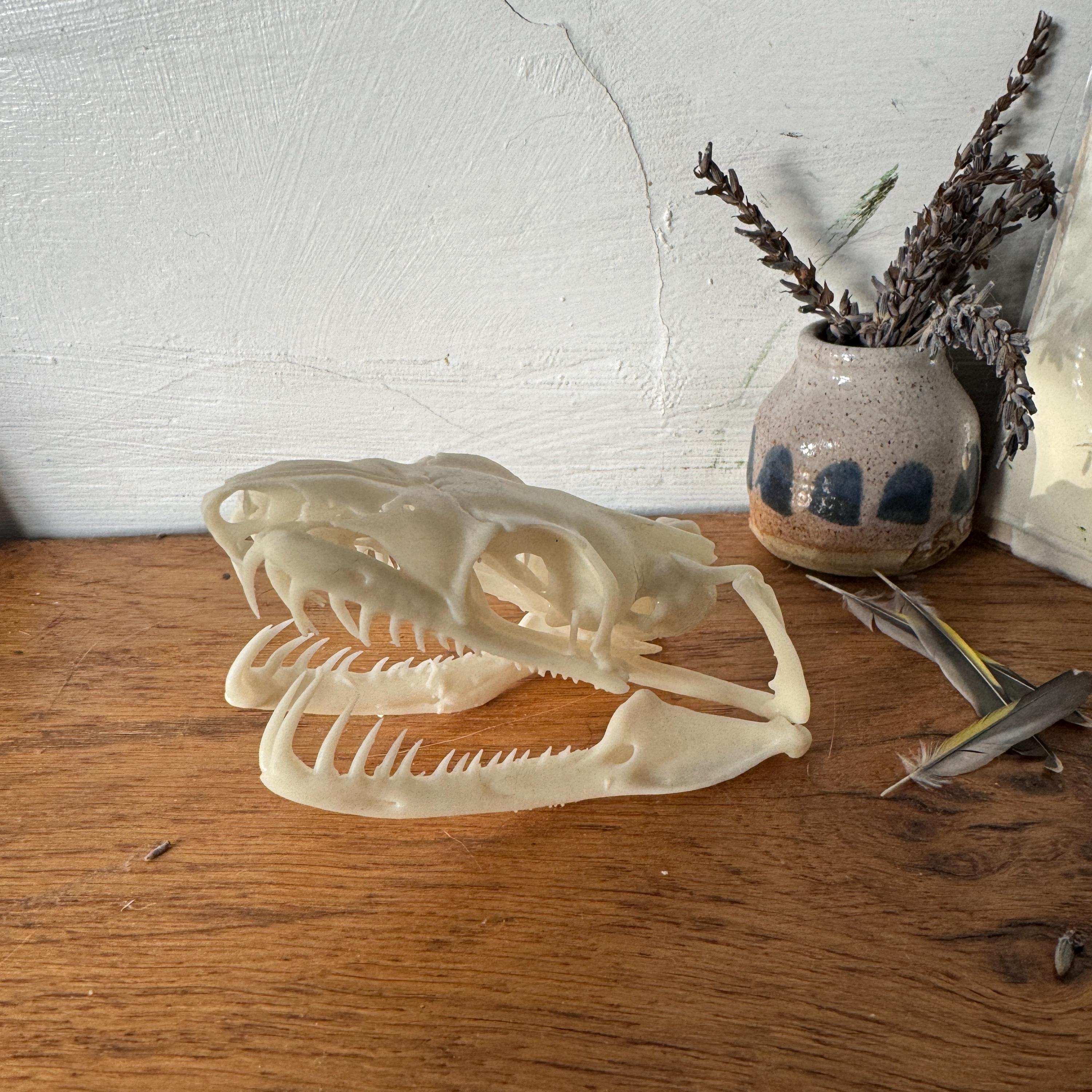 Ball Python Skeleton