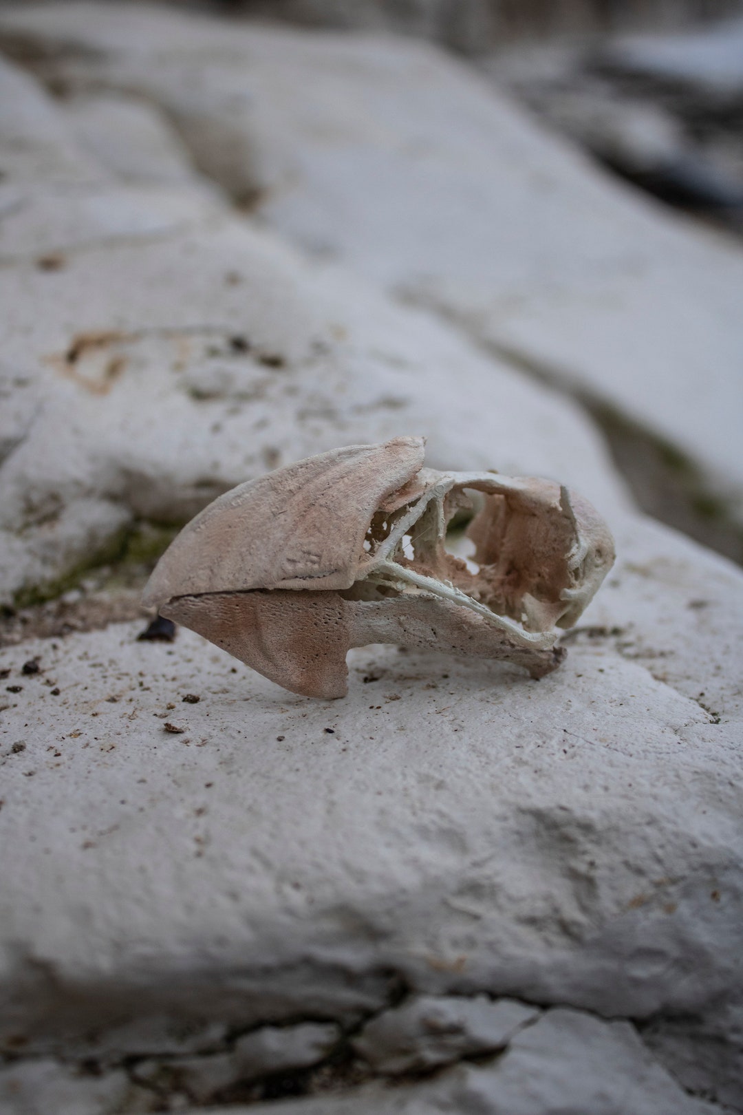 Puffin Skull – 3D Printed Resin Life-like Replica - Etsy