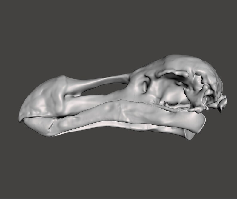 Dodo Skull – 3D Printed Life-like Replica - Etsy