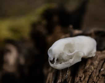 Anatomical Mini Mammal Skulls 3D Printed Replicas harvest Mouse, Mole ...