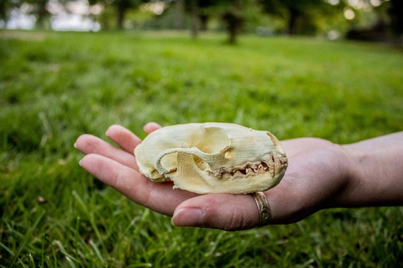 Anatomical Marten Sp. Skull Replica 3D Printed - Etsy