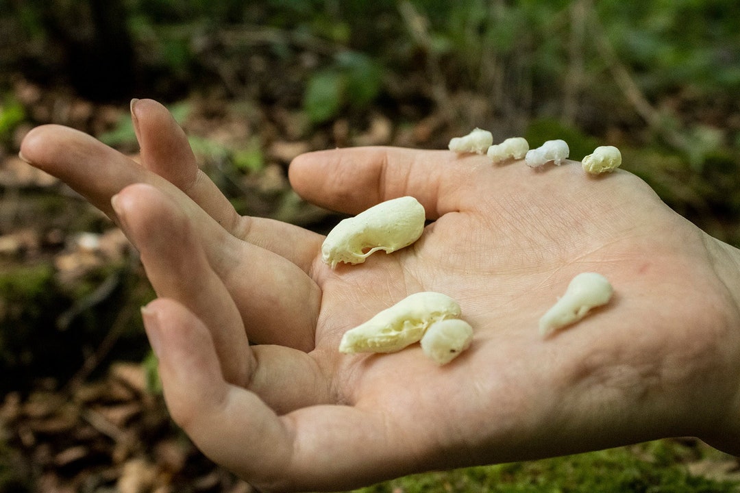 Anatomical Mini Mammal Skulls 3D Printed Replicas (harvest Mouse, Mole ...