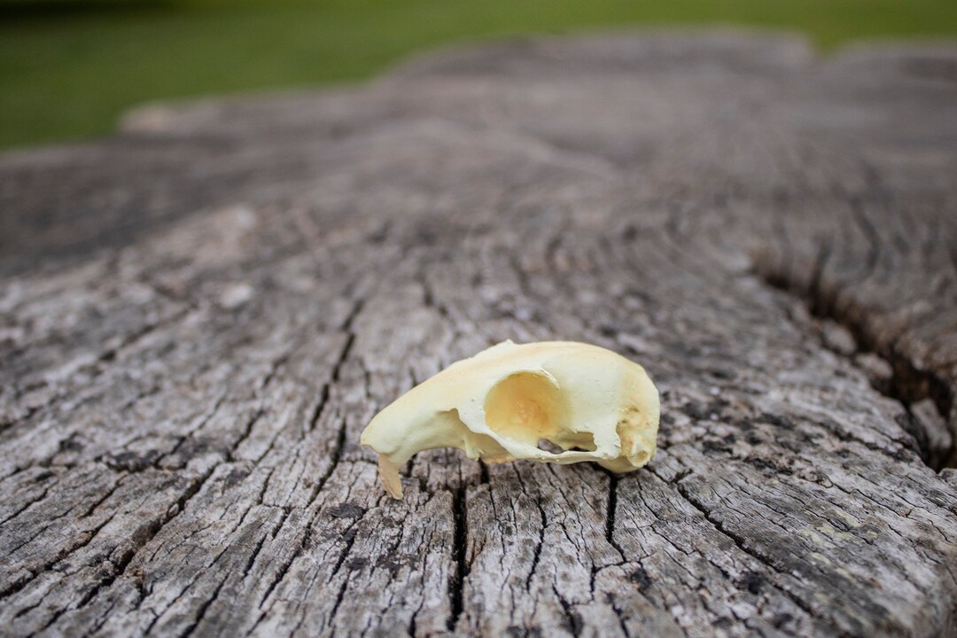 Anatomical Squirrel Skull Replica 3D Printed - Etsy