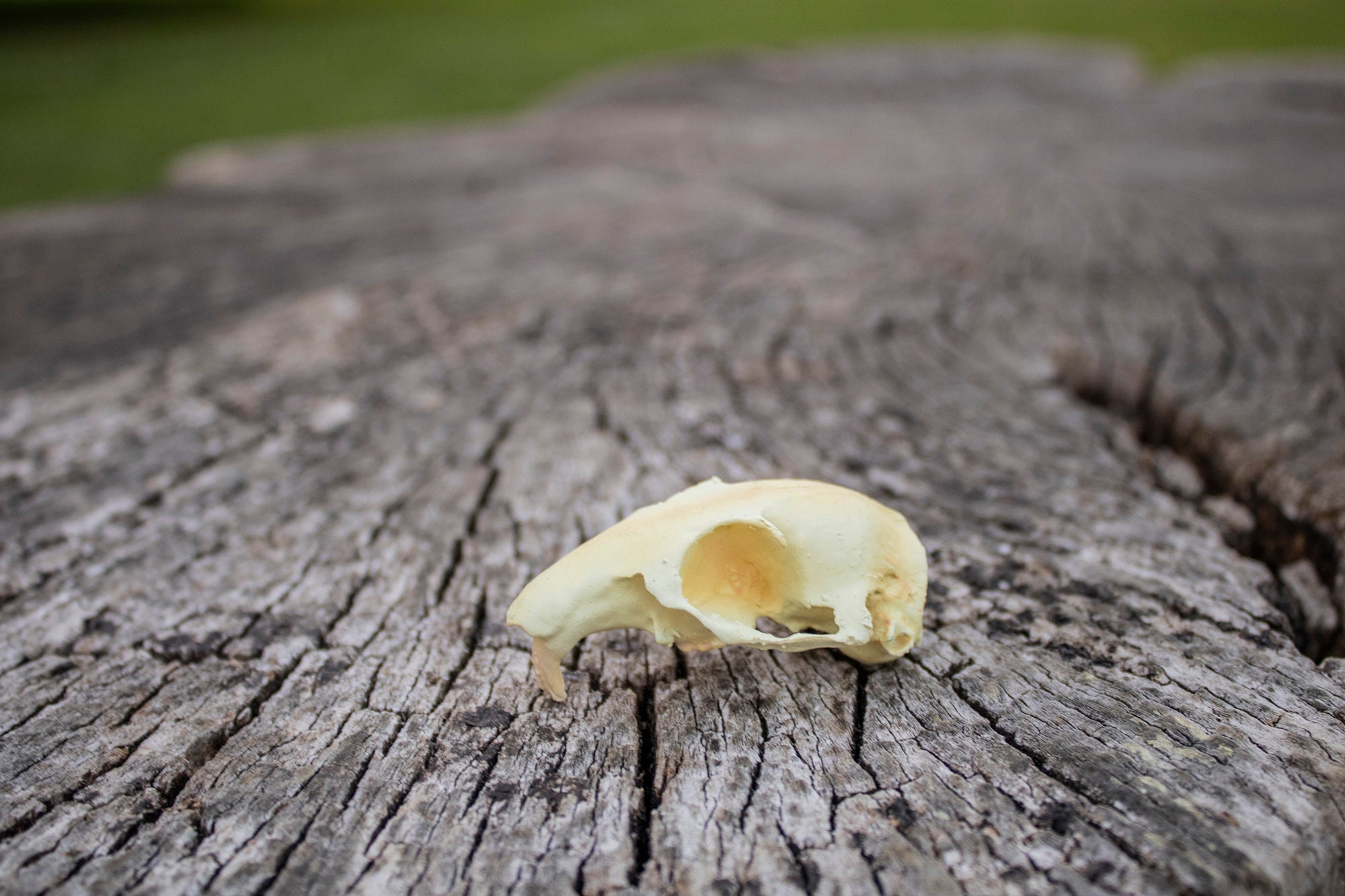 Anatomical Squirrel Skull Replica 3D Printed - Etsy UK
