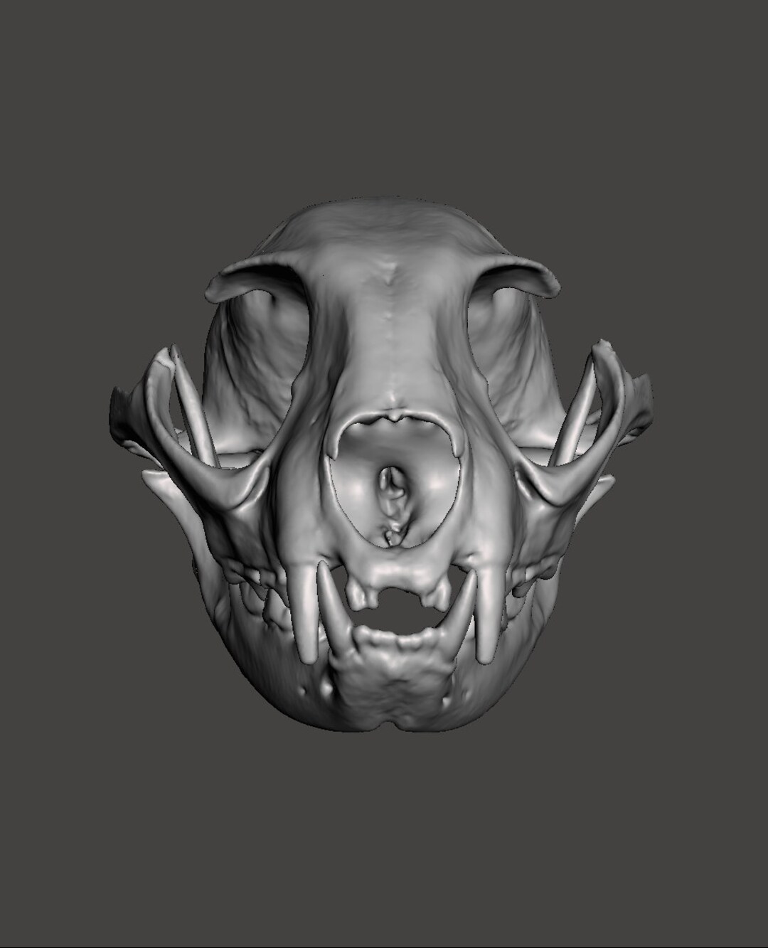 Serval Skull - Resin Life-like Replica - Etsy