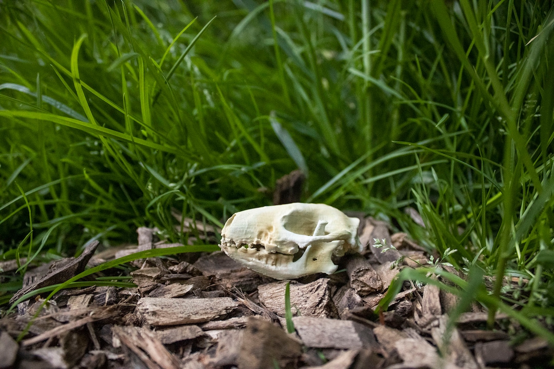 Hedgehog Skull – Resin Life-like Replica - Etsy UK