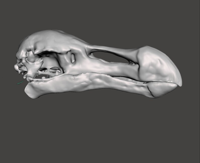 Dodo Skull – 3D Printed Life-like Replica - Etsy