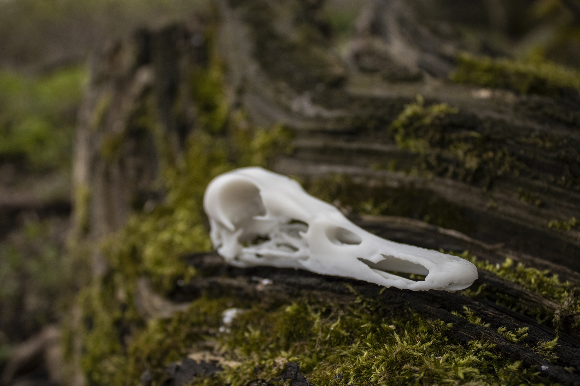 Mallard Duck Skull – Resin Life-like Replica - Etsy