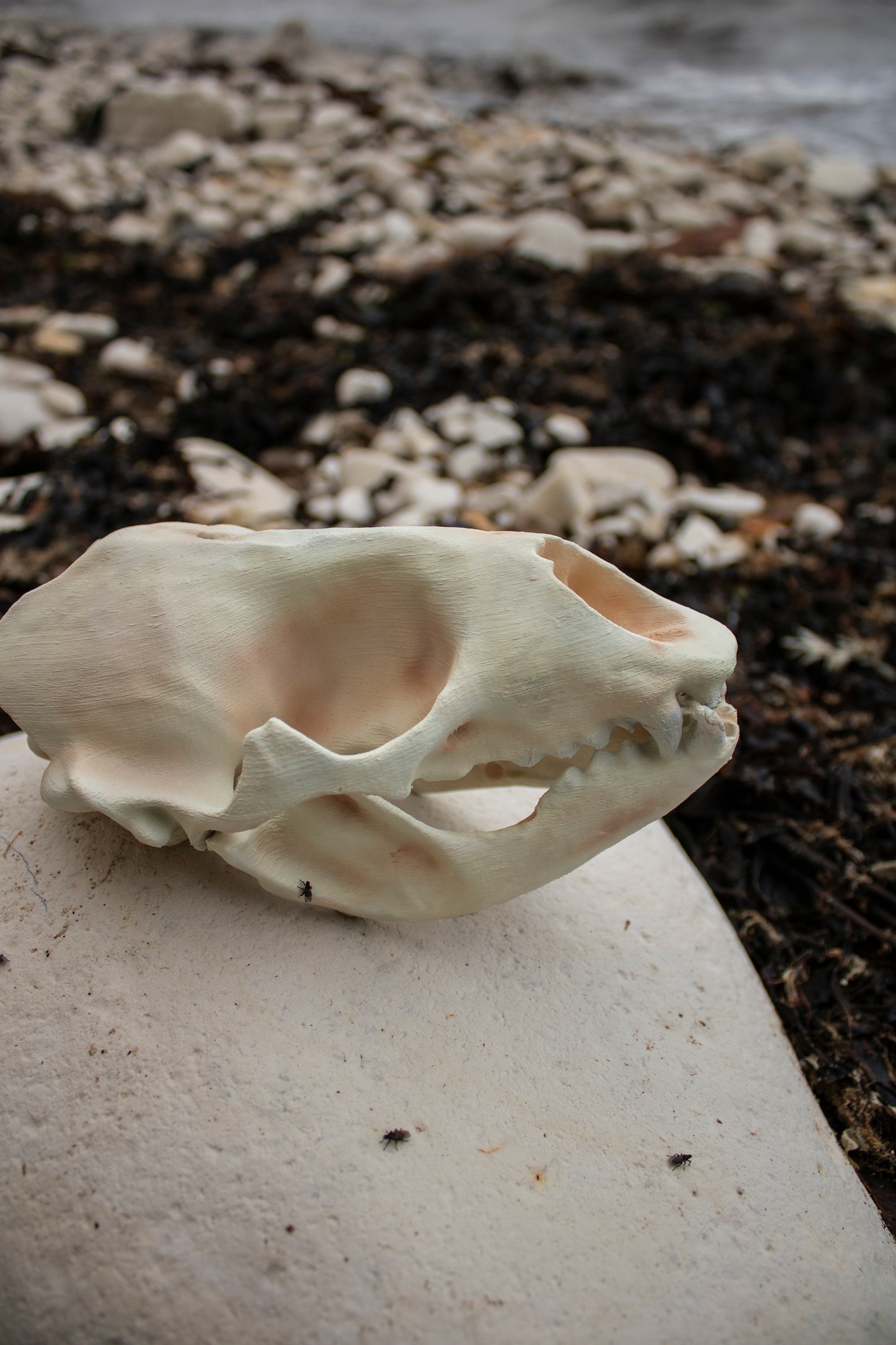 Common Seal Skull 3D Printed Hand Painted Anatomical Model | Etsy