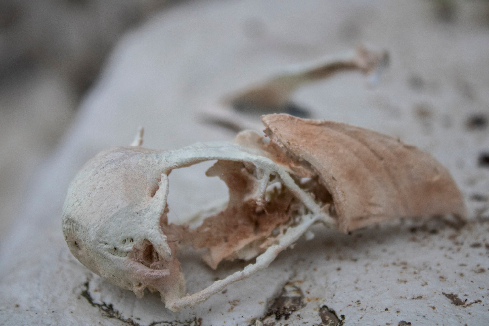 Puffin Skull – 3D Printed Resin Life-like Replica - Etsy