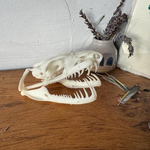 Boa Constrictor Skull - Resin Life-like Replica - Etsy