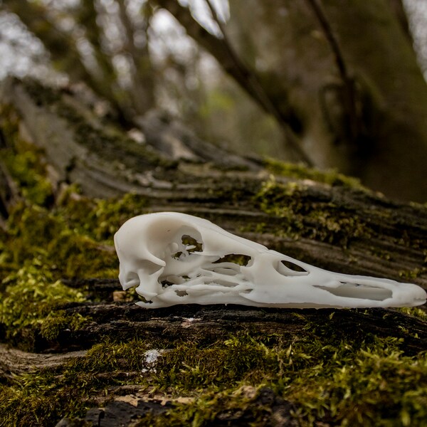 Duck Skull - Etsy