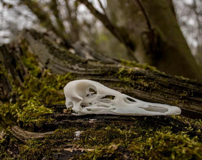 Mallard Duck Skull Resin Life-like Replica - Etsy