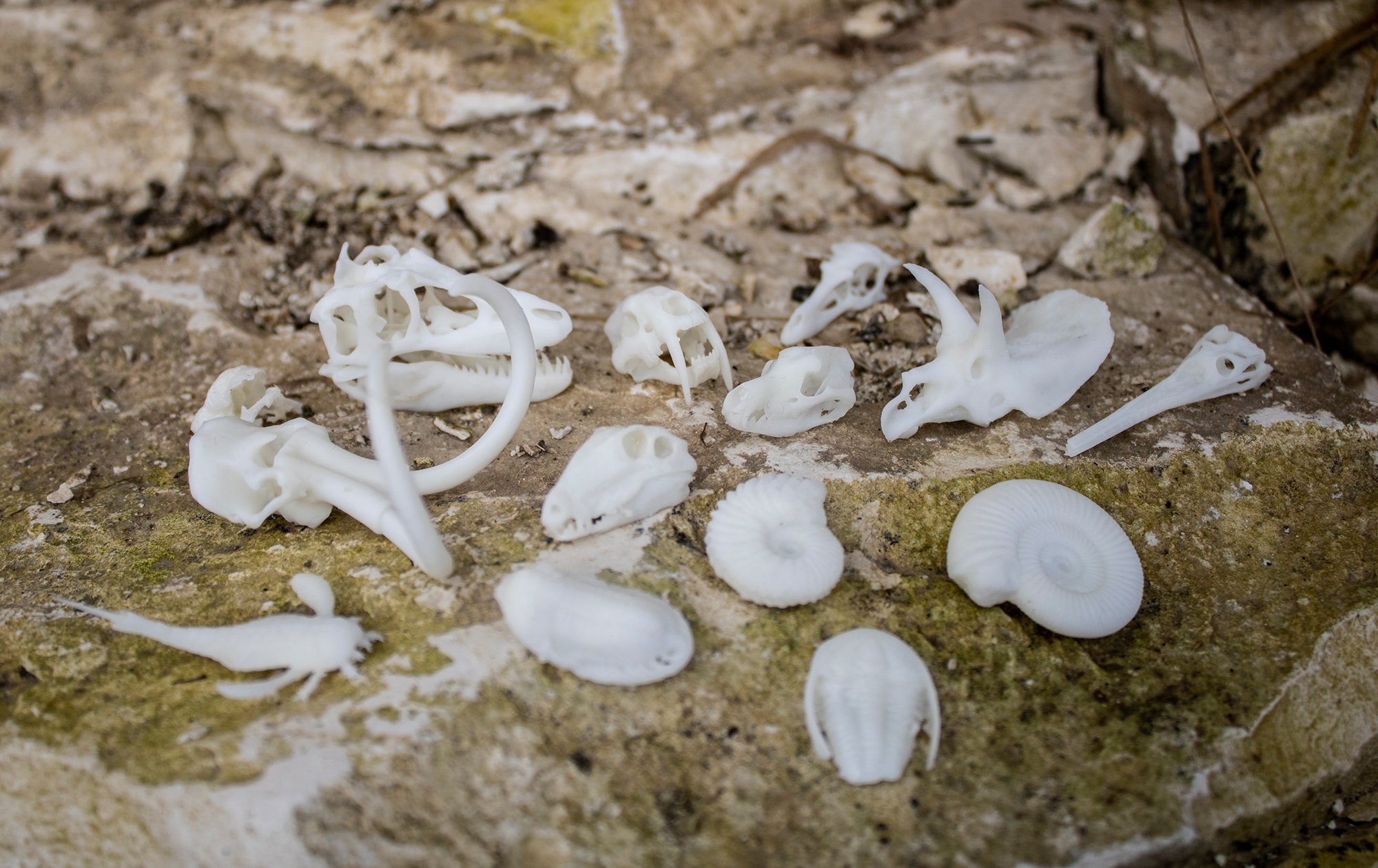 Extinct Animal Miniatures (dinosaur Skulls) – Mini Resin Models - Etsy