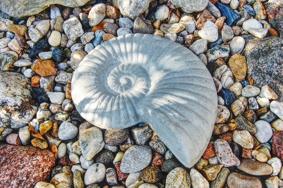 Cast Fossil