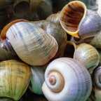 Apple Snail Shell - Etsy