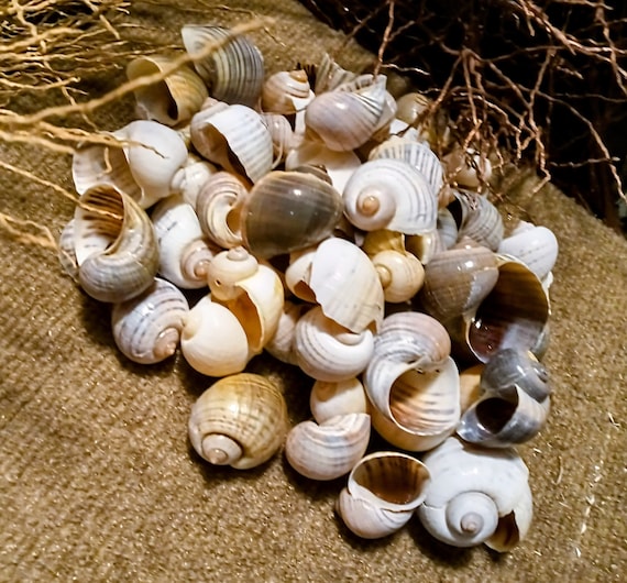 Pet Hermit Crabs Shells