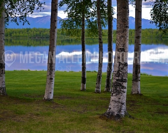 Alaska Birch Trees - Etsy