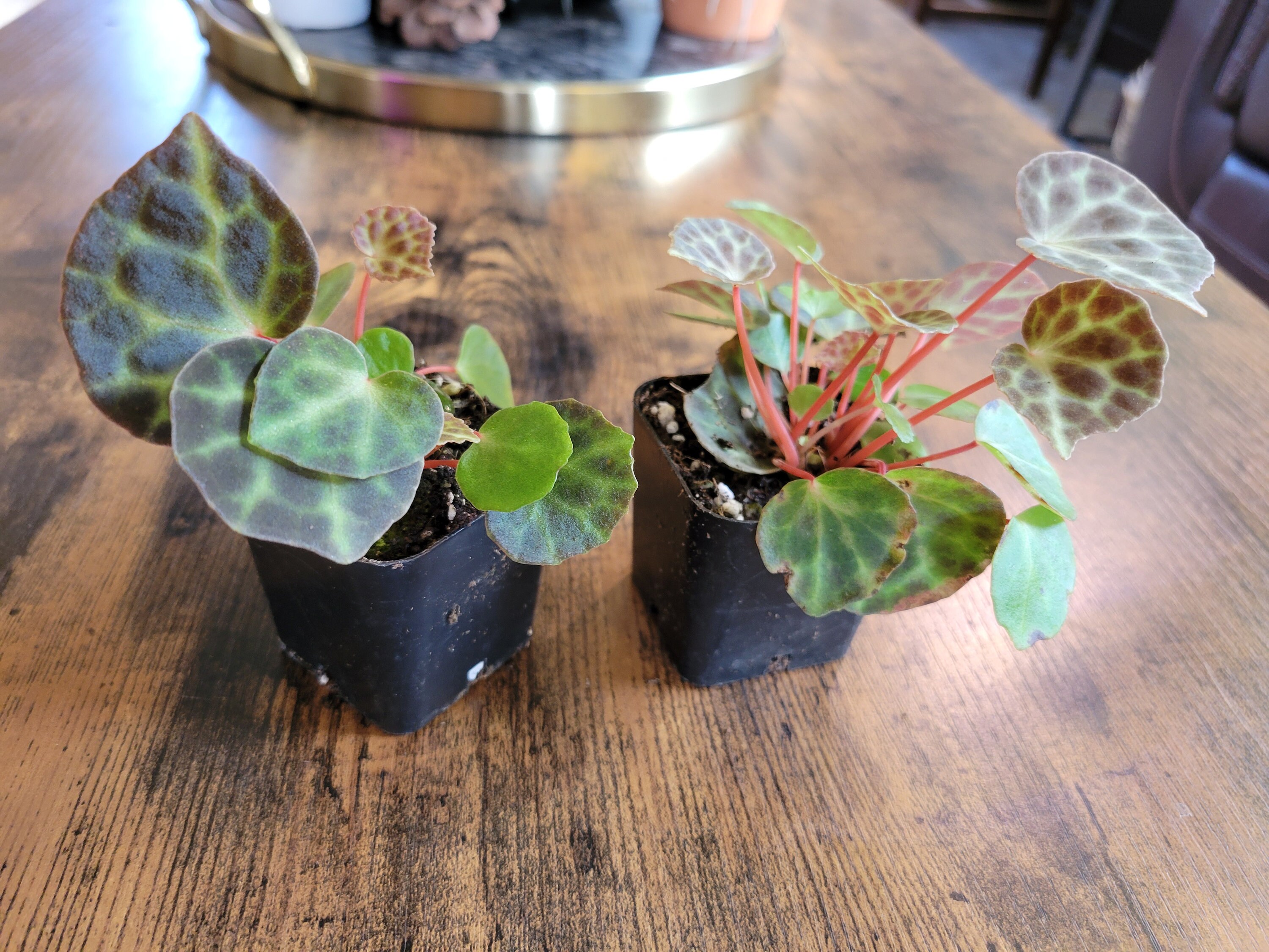 Rare Begonia sp Thailand Terrarium Plant Ferns, Grasses & Bamboo Home ...