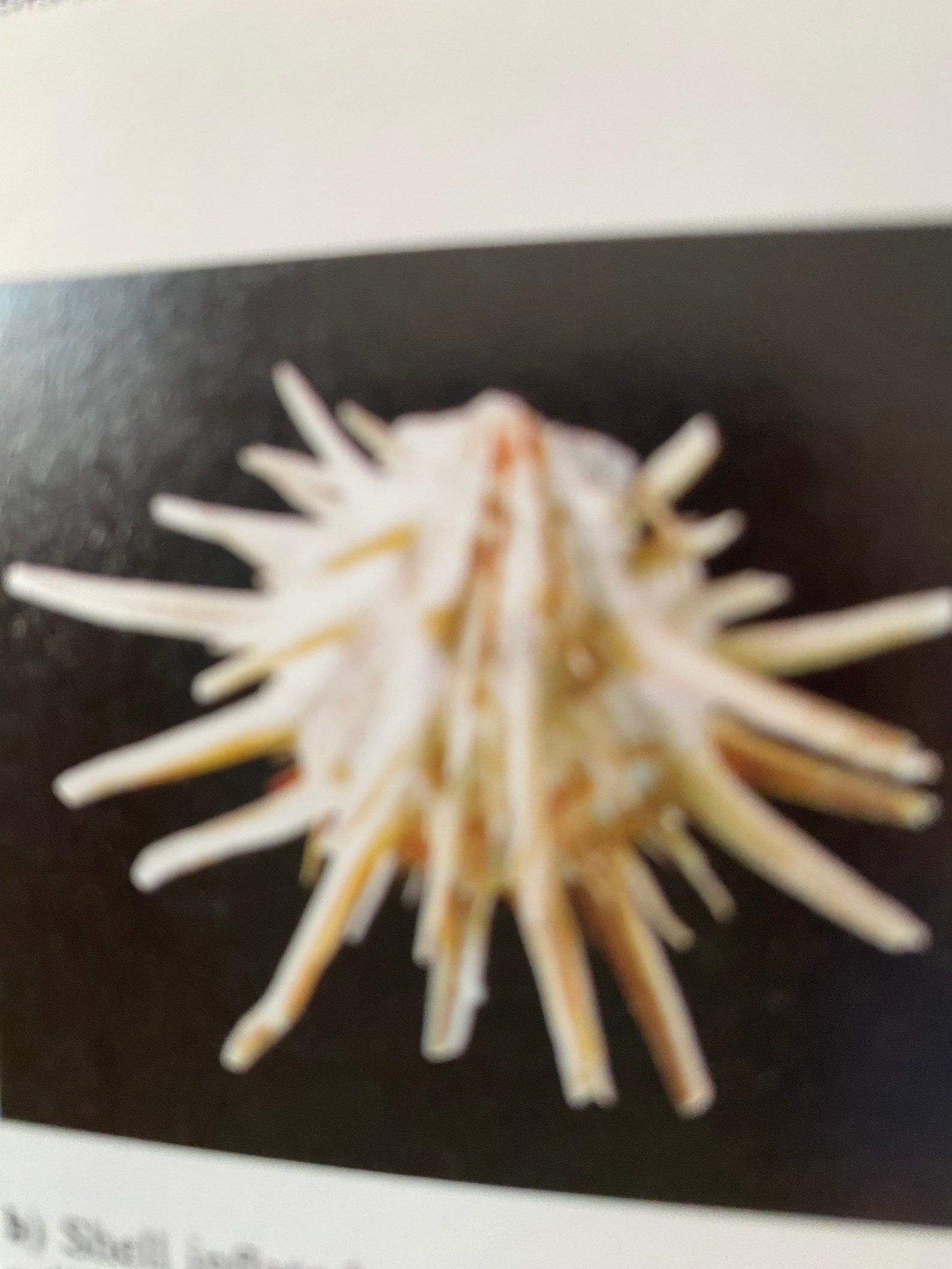 The Collector’s Encyclopedia of Shells Book, by S. Peter Dance, Lover ...