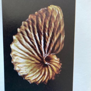The Collector’s Encyclopedia of Shells Book, by S. Peter Dance, Lover ...