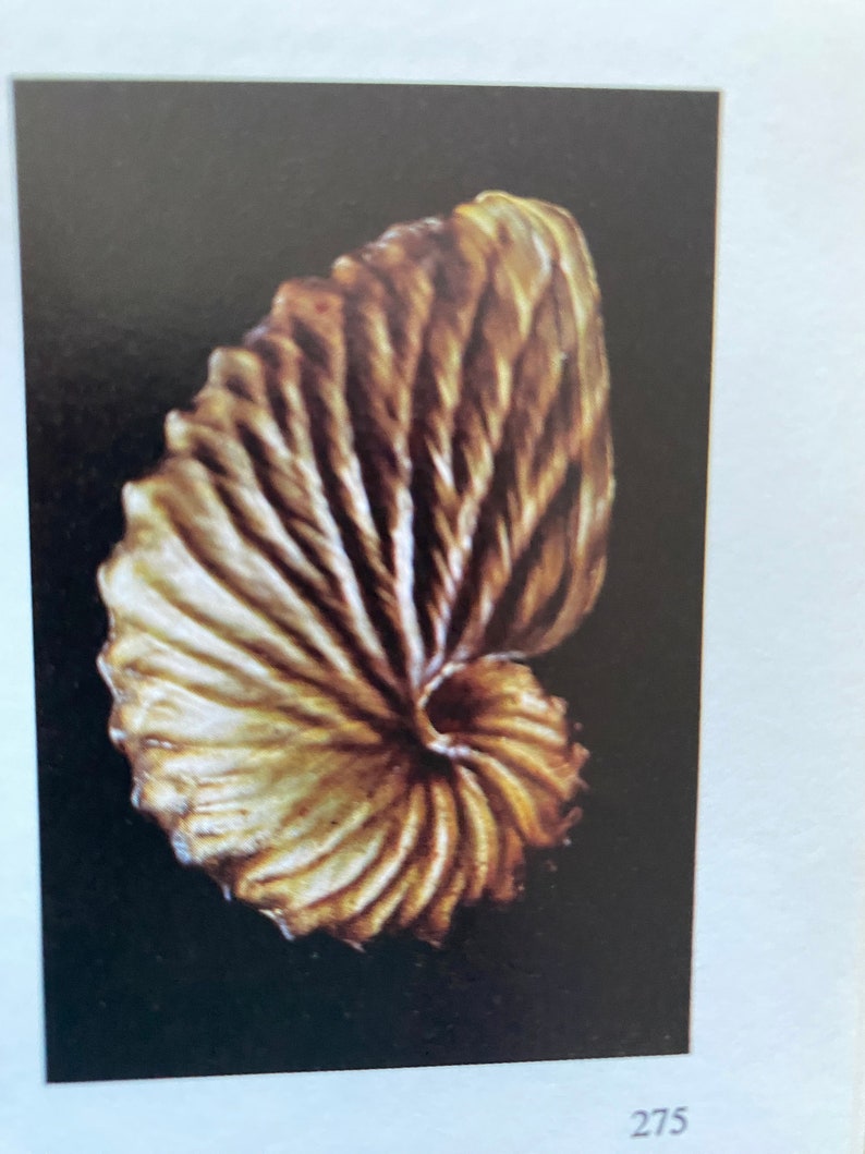 The Collector’s Encyclopedia of Shells Book, by S. Peter Dance, Lover ...