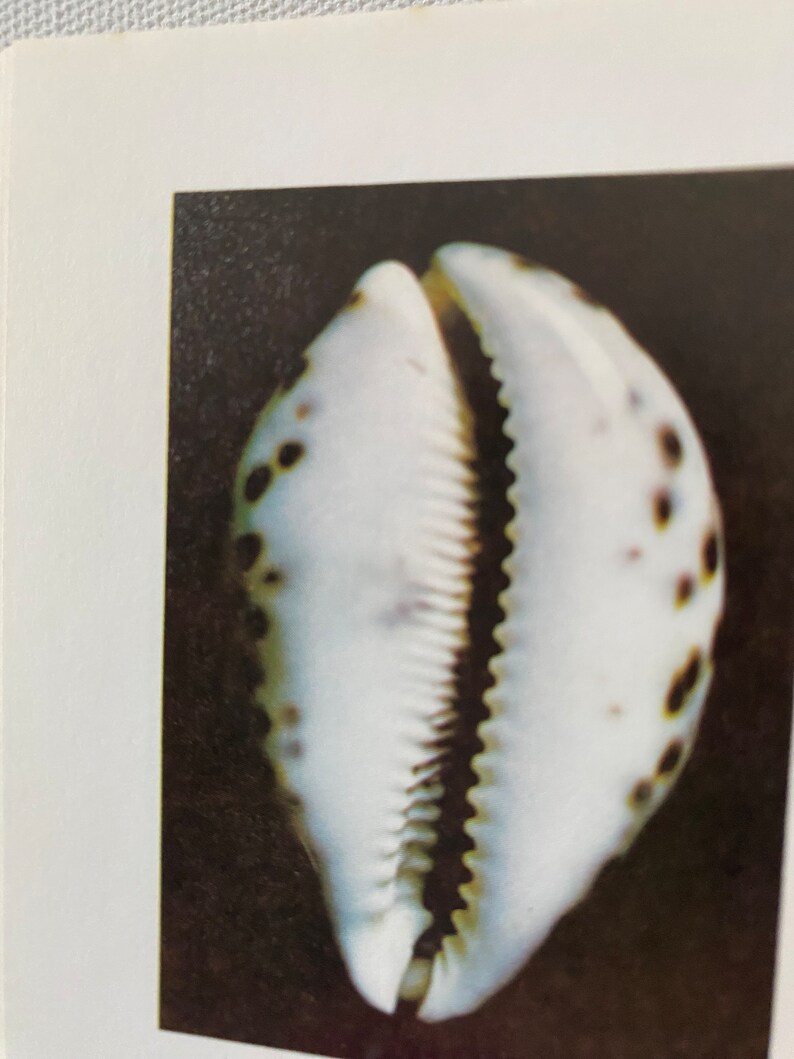 The Collector’s Encyclopedia of Shells Book, by S. Peter Dance, Lover ...