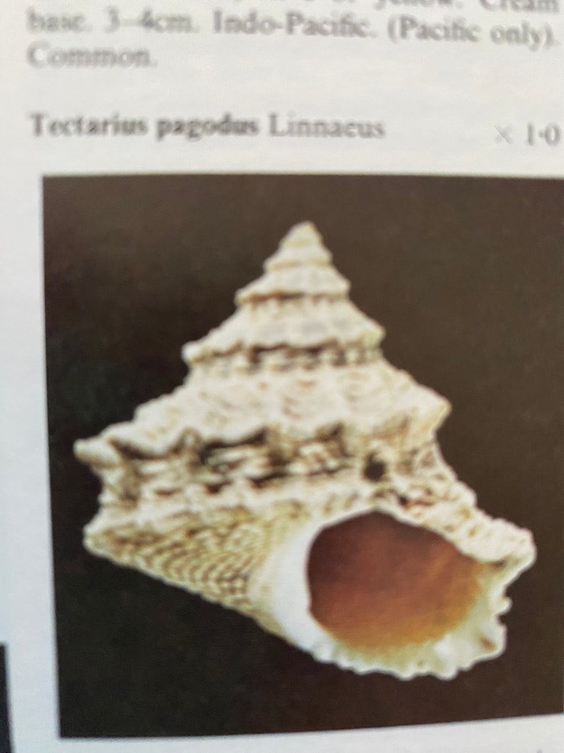 The Collector’s Encyclopedia of Shells Book, by S. Peter Dance, Lover ...