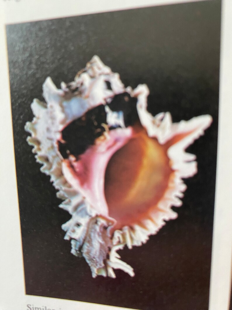 The Collector’s Encyclopedia of Shells Book, by S. Peter Dance, Lover ...