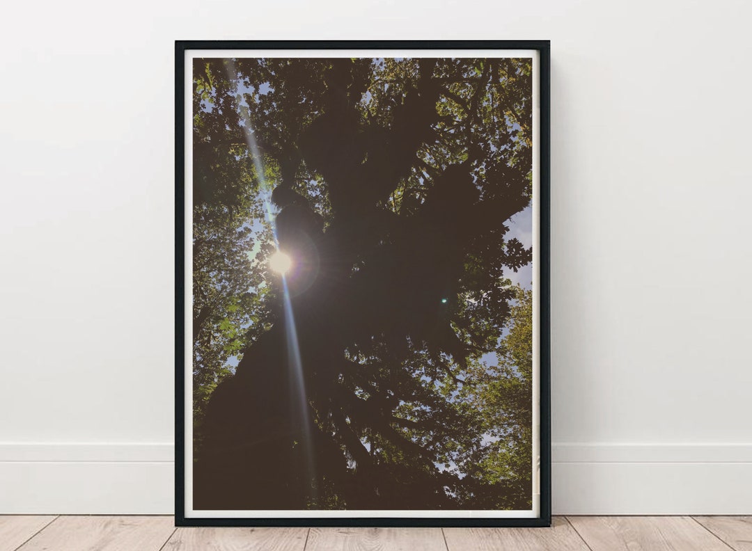 Sunlight Printable, Tree Wall Art, Sun Flare, Tree Canopy, Instant ...