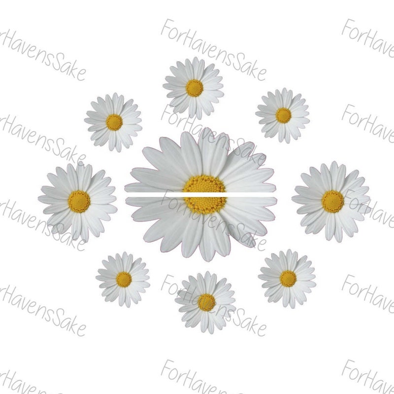 Daisy Daisies - Etsy
