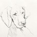 Vizsla Art Print Hand Drawn Art Print Dog Sketch Digital FILE ONLY PNG ...