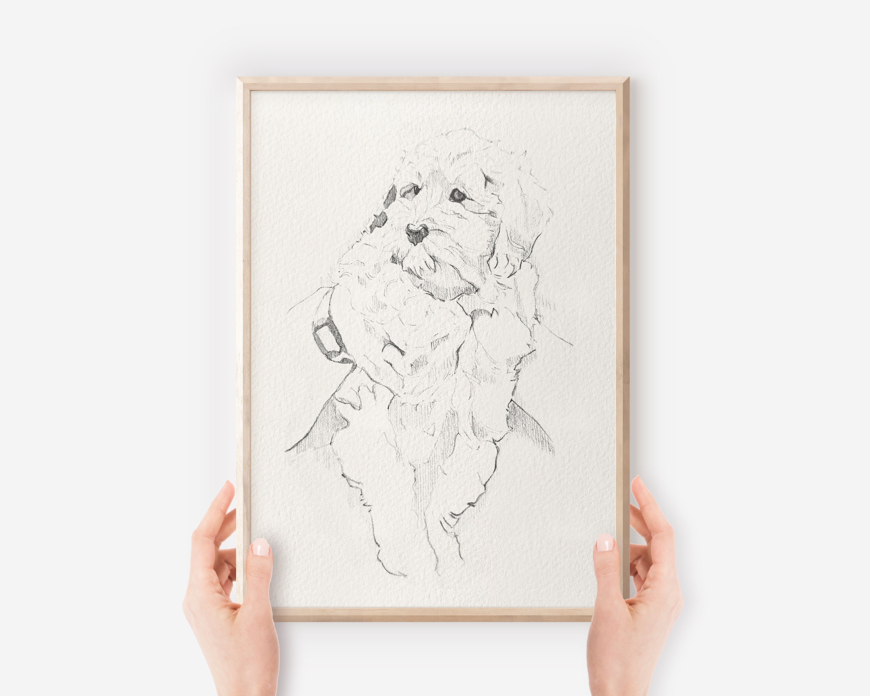 Cockapoo Cockapoo Dog Cockapoo Drawing Cockapoo Sketch Pencil Sketch ...