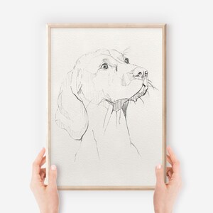Vizsla Vizsla Dog Drawing Dog Drawing Pencil Drawing Pencil Sketch Hand ...