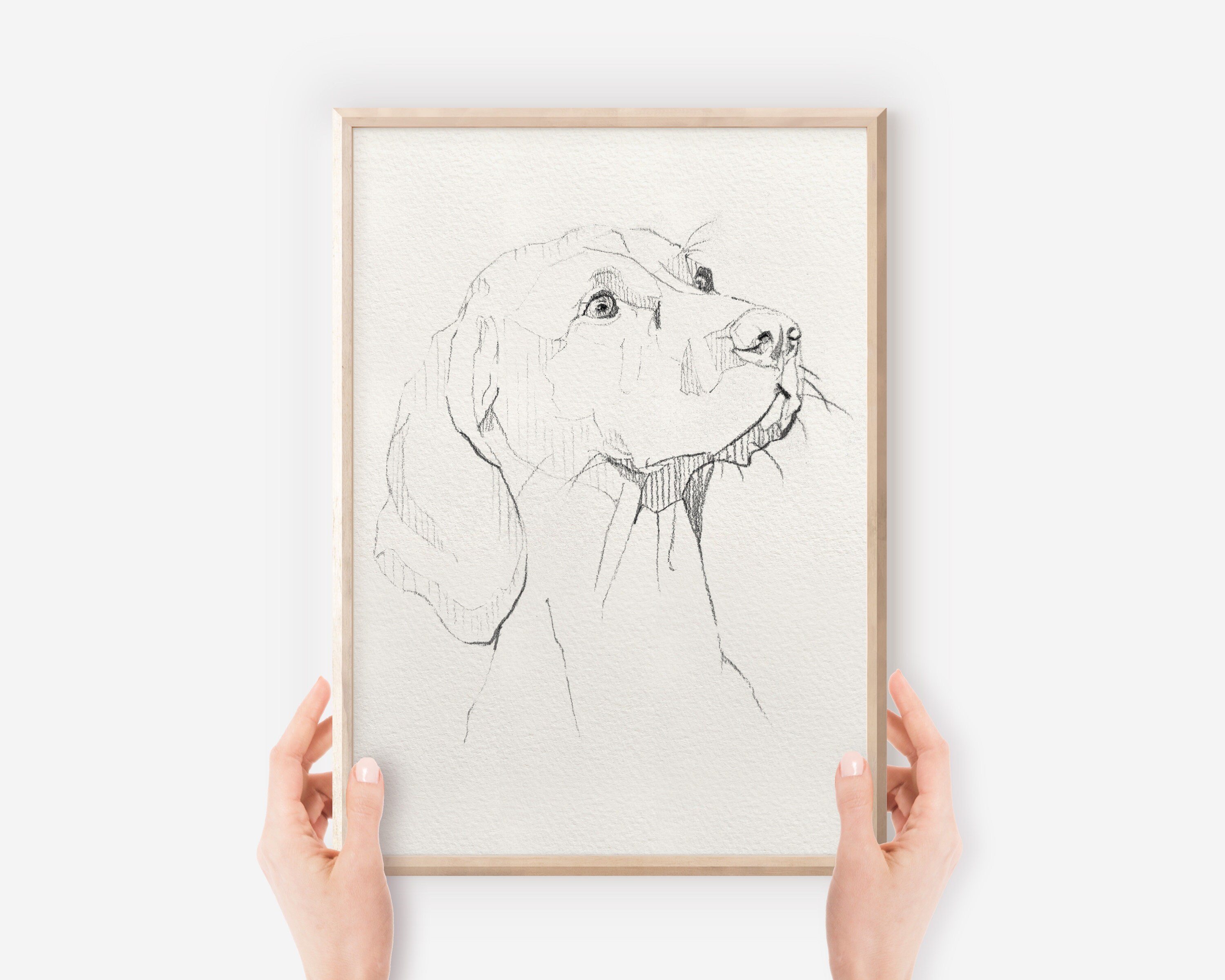 Vizsla Vizsla Dog Drawing Dog Drawing Pencil Drawing Pencil Sketch Hand ...