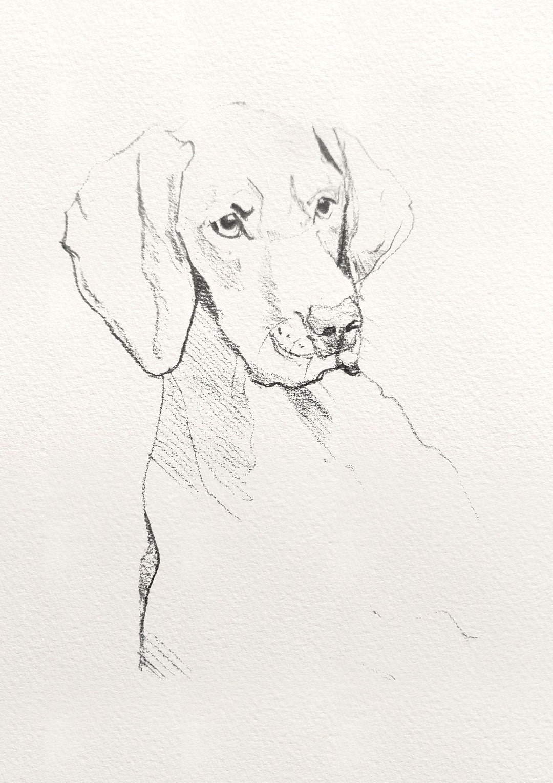 Vizsla Art Print Hand Drawn Art Print Dog Sketch Digital FILE ONLY PNG ...