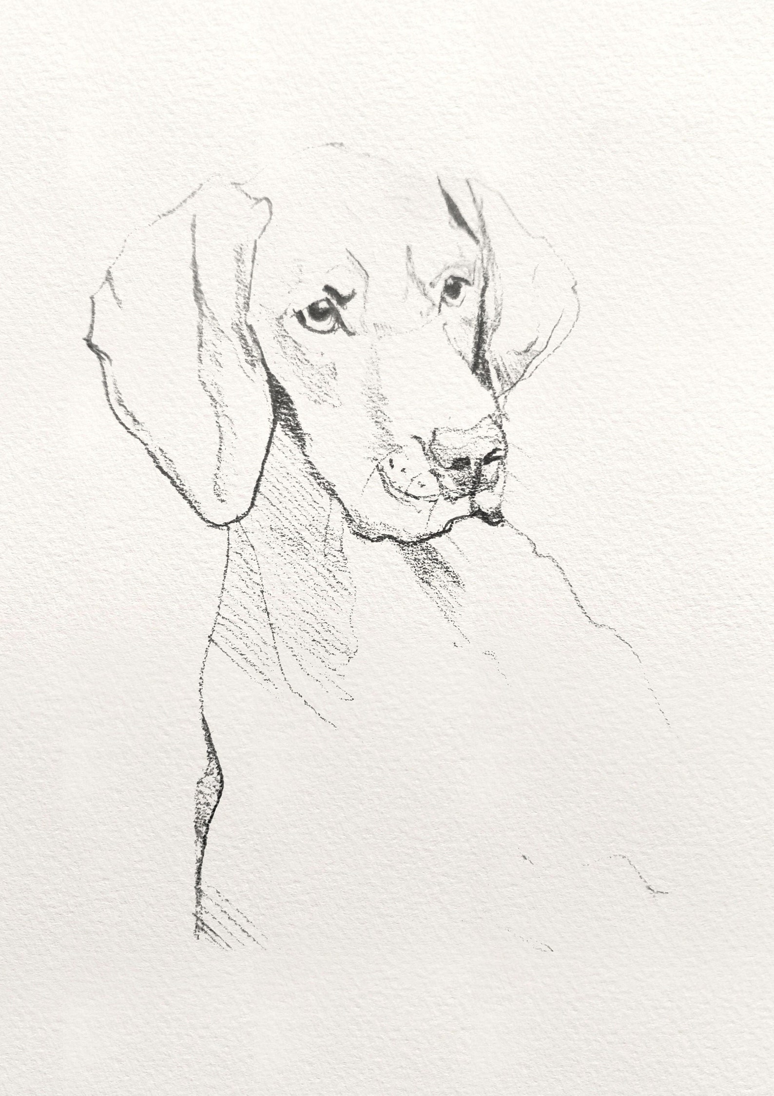 Vizsla Art Print Hand Drawn Art Print Dog Sketch Digital FILE ONLY PNG ...
