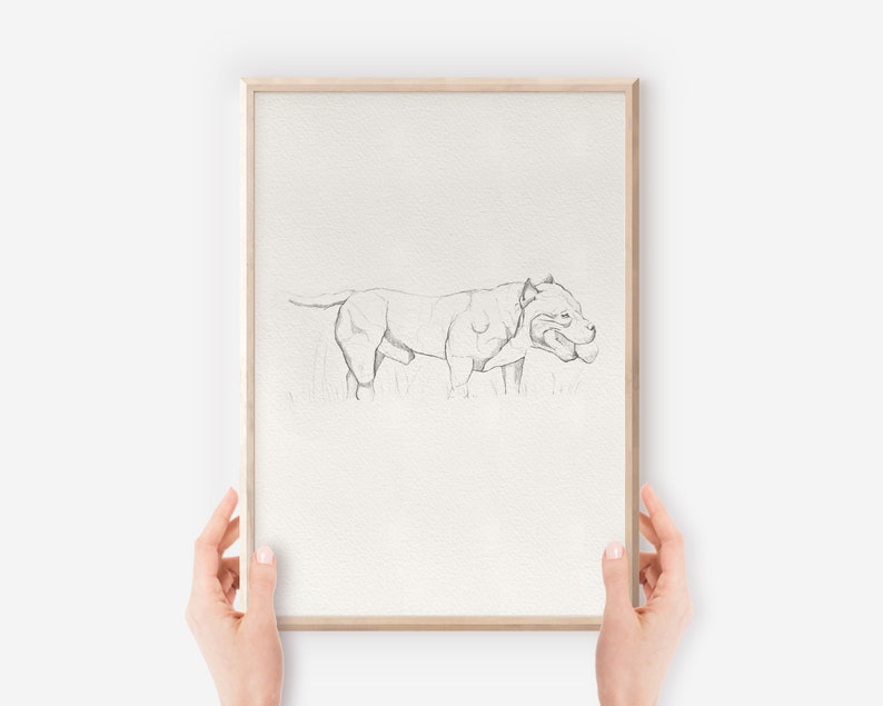 American Bully | XL Bully | American Bully Dog | Dog Drawing | Art ...