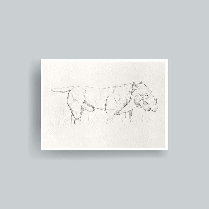 American Bully | XL Bully | American Bully Dog | Dog Drawing | Art ...
