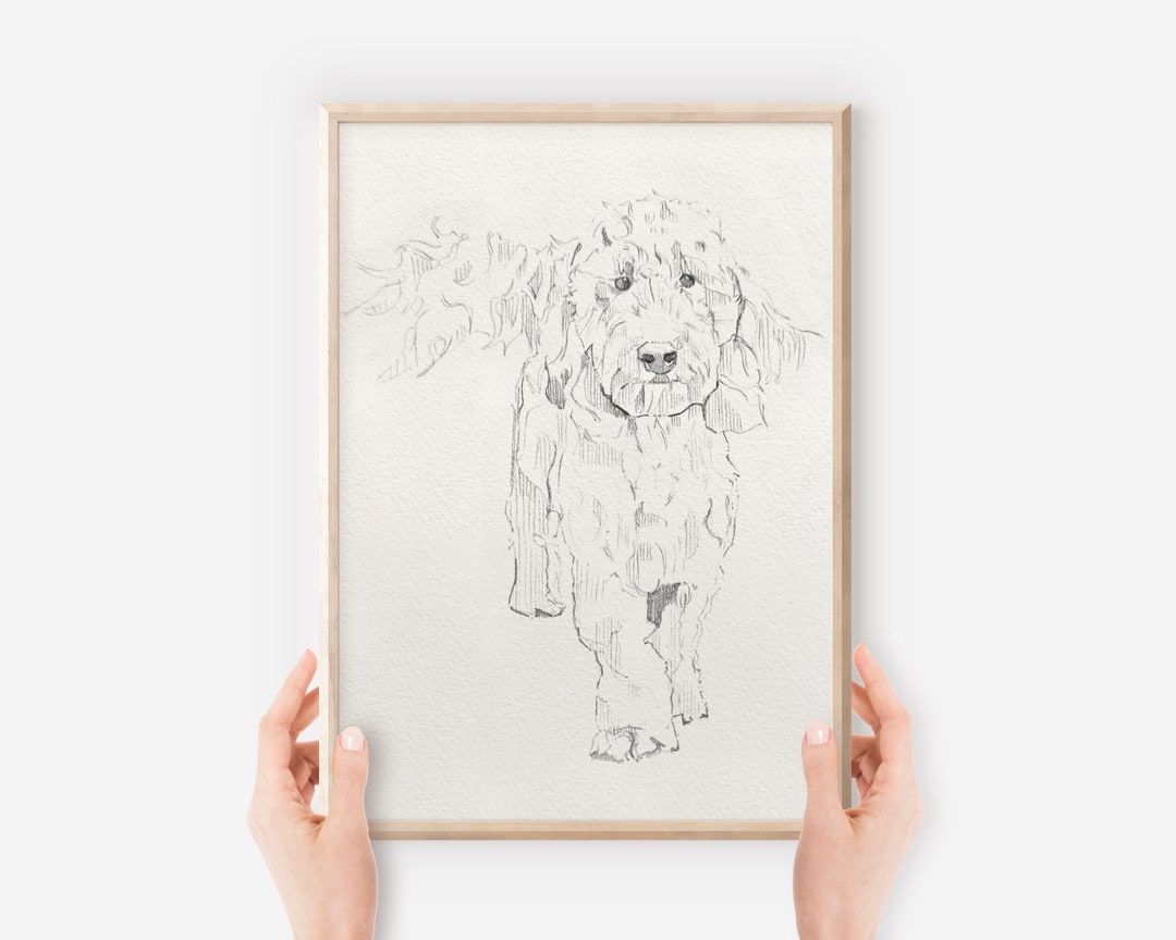 Cockapoo Cockapoo Dog Cockapoo Drawing Cockapoo Sketch Pencil Sketch ...