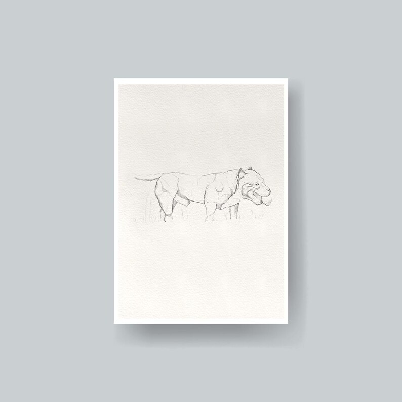 American Bully XL Bully Printable Instant Download Dog Drawing Pencil ...
