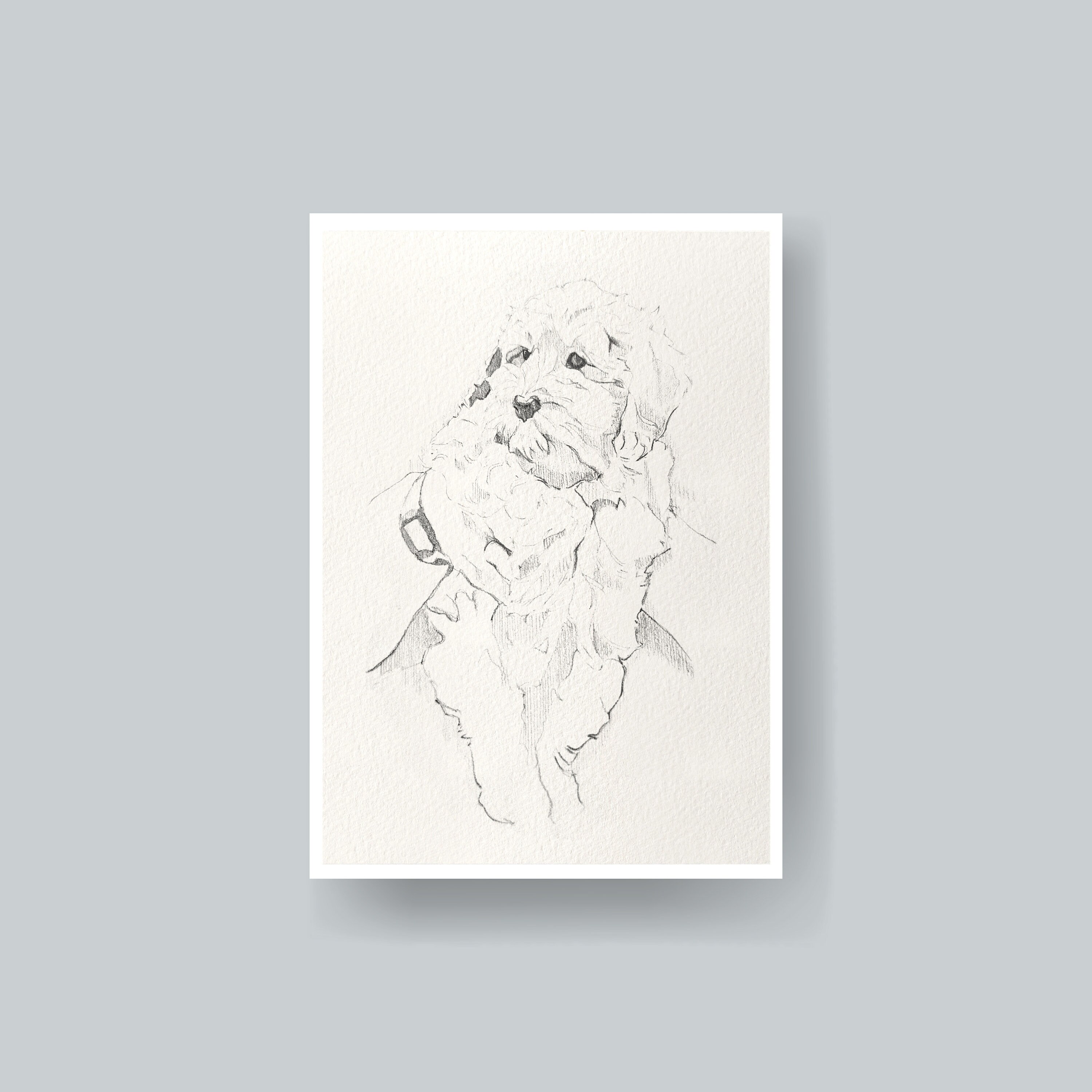 Cockapoo Cockapoo Dog Cockapoo Drawing Cockapoo Sketch Pencil Sketch ...