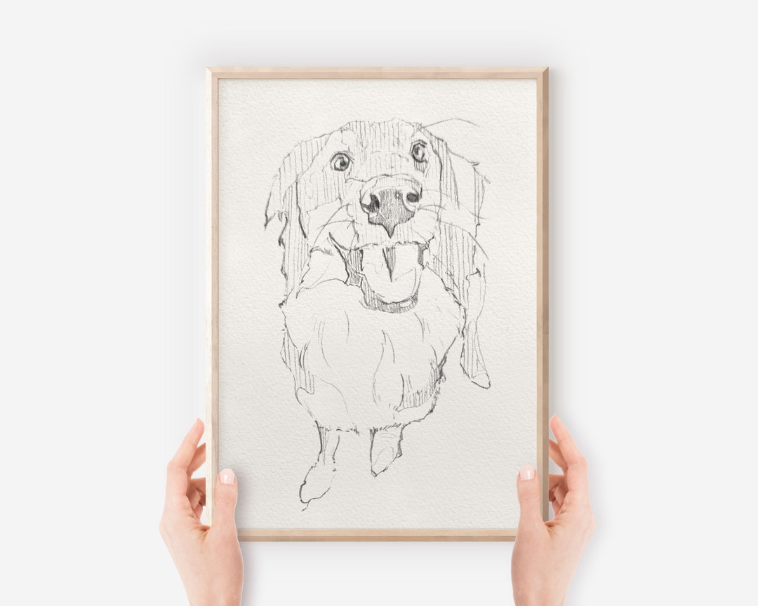 Australian Shepherd Australian Shepherd Drawing Australian Shepherd ...